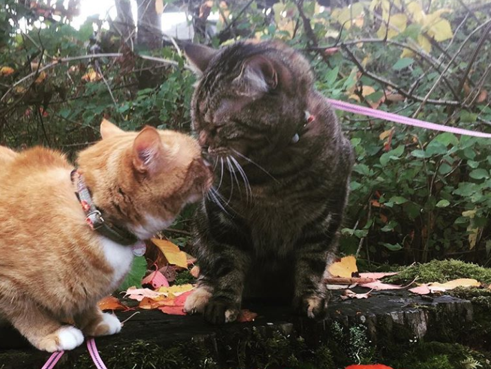 bb – Considerate Cat Tarot