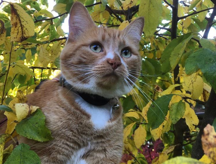 cc – Considerate Cat Tarot