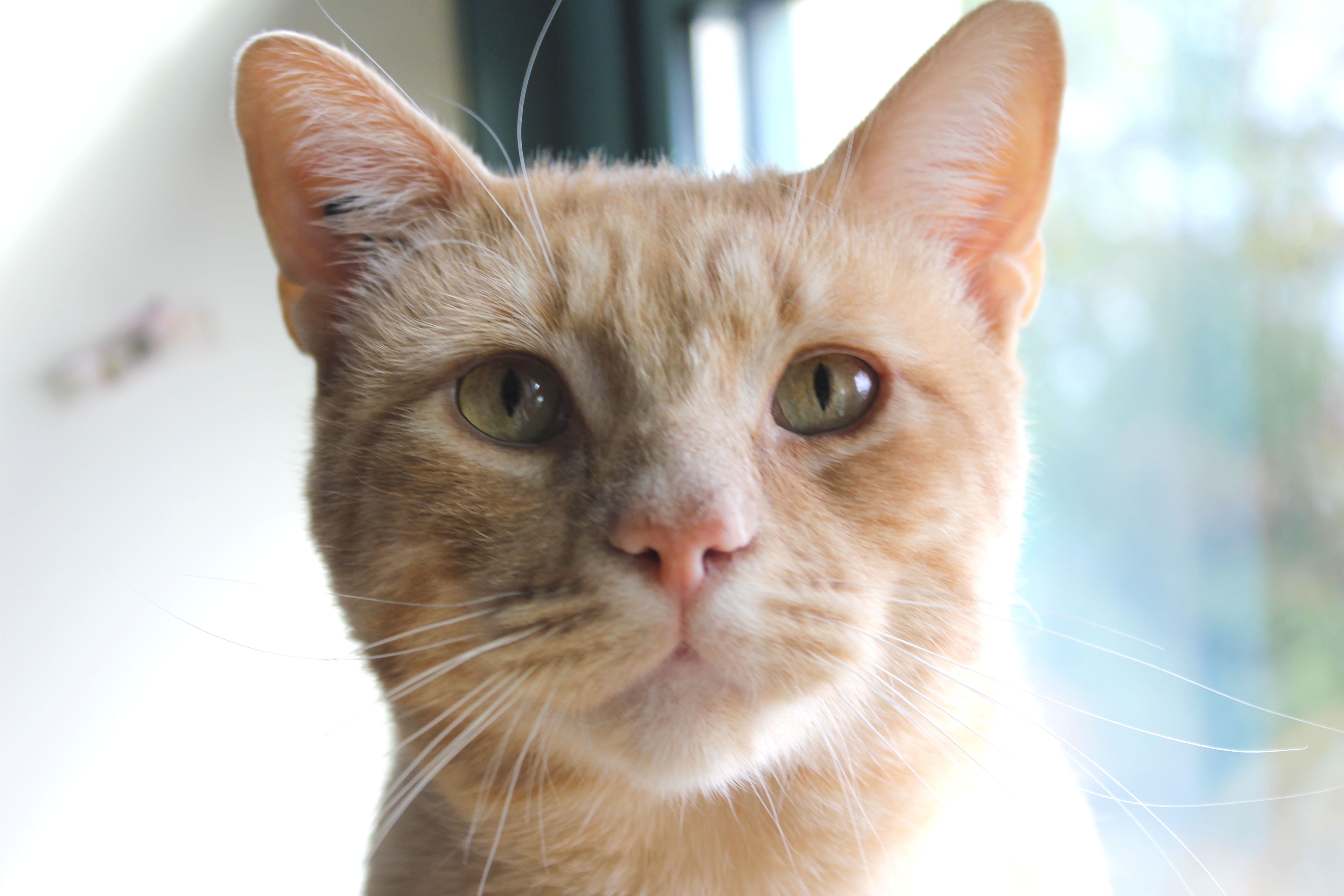 IMG_2473 – Considerate Cat Tarot