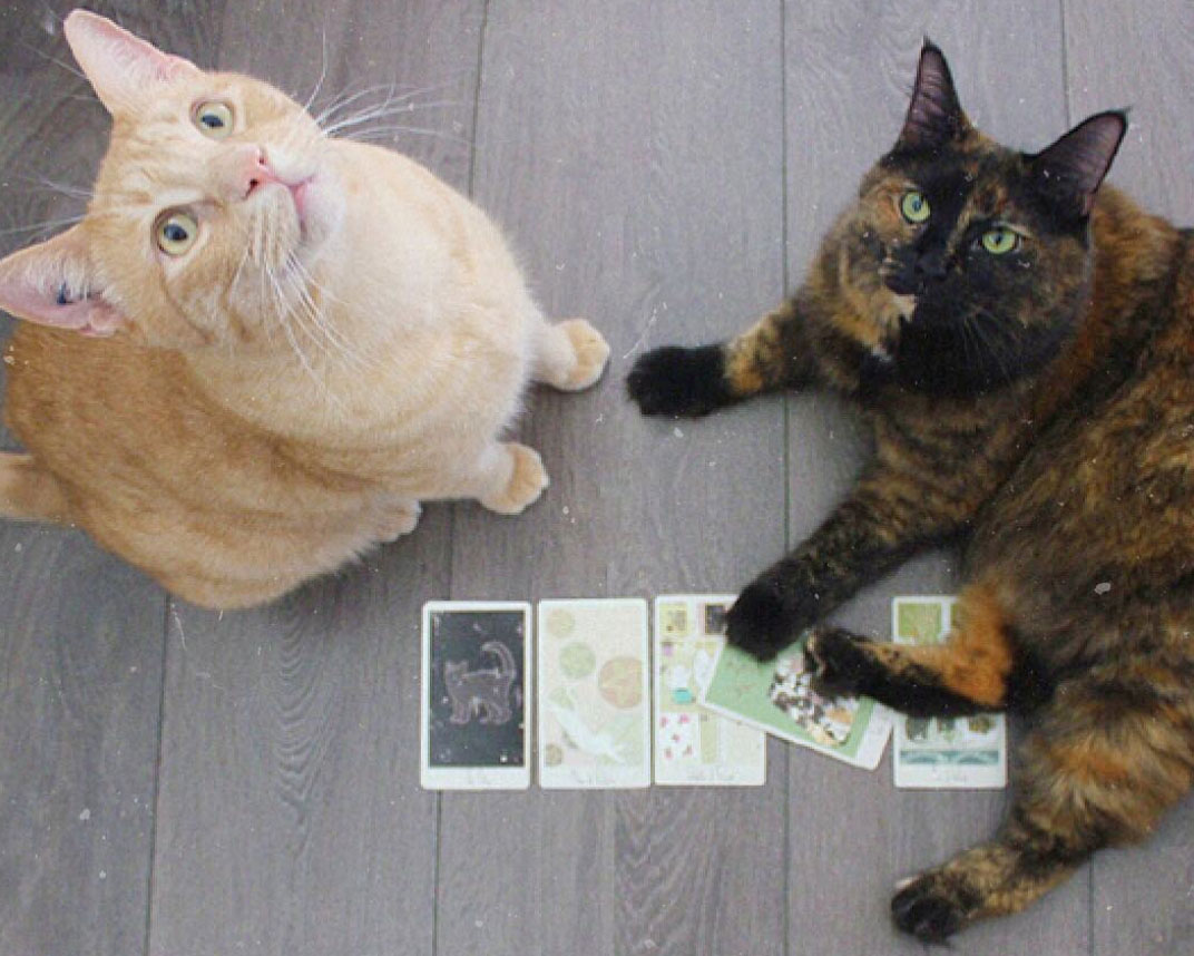 Untitled-2 – Considerate Cat Tarot