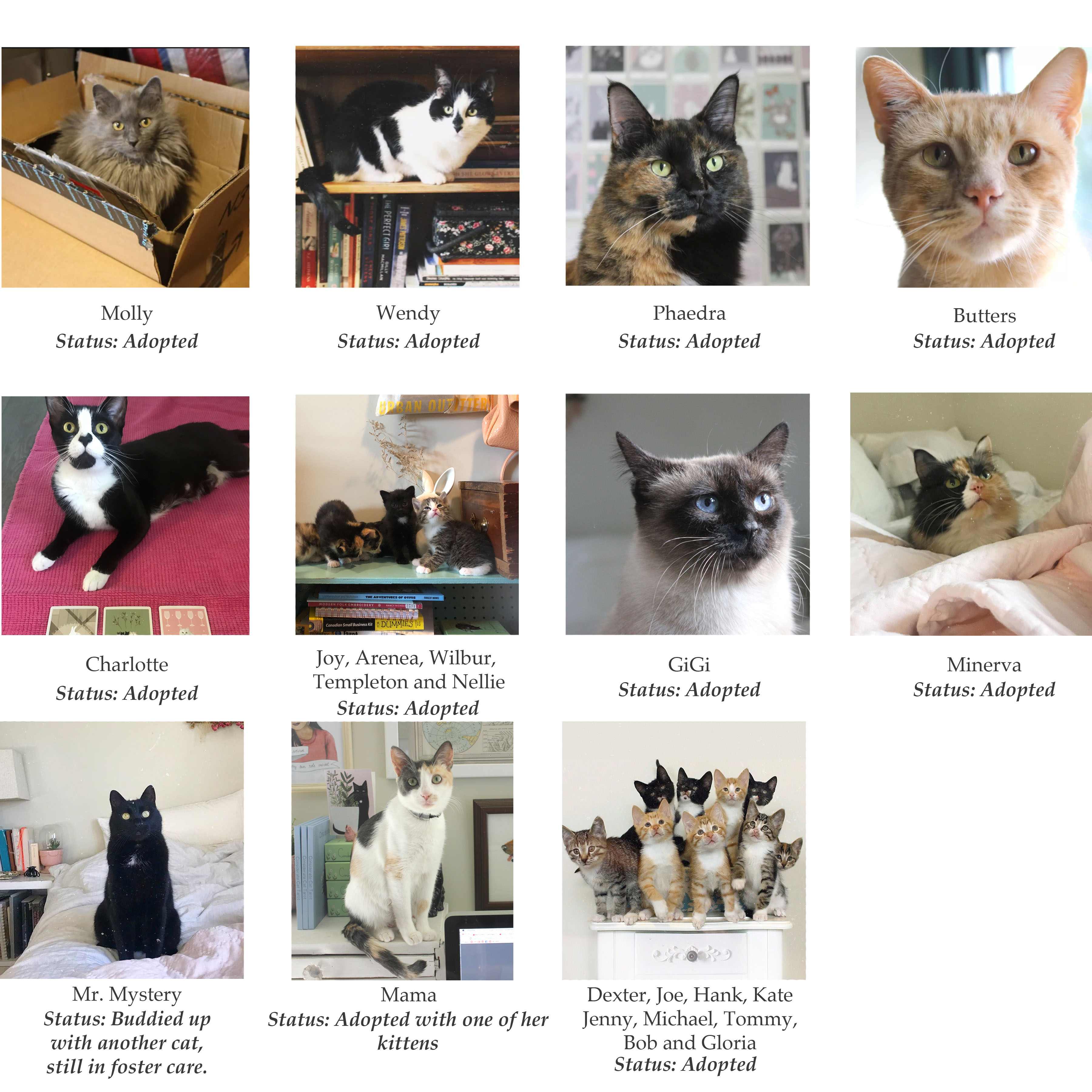 About – Considerate Cat Tarot