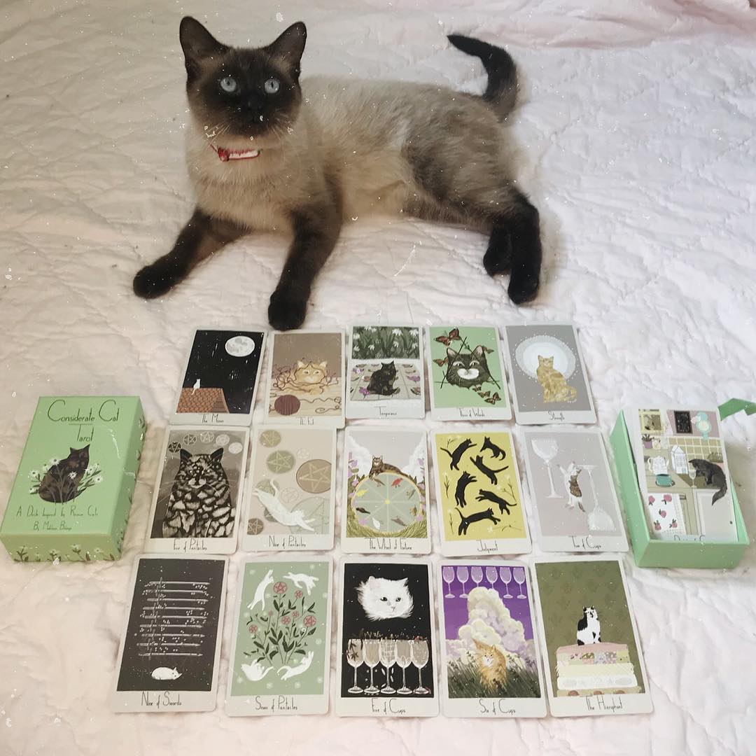 43596062_2393861867296395_6745106272758005760_o – Considerate Cat Tarot