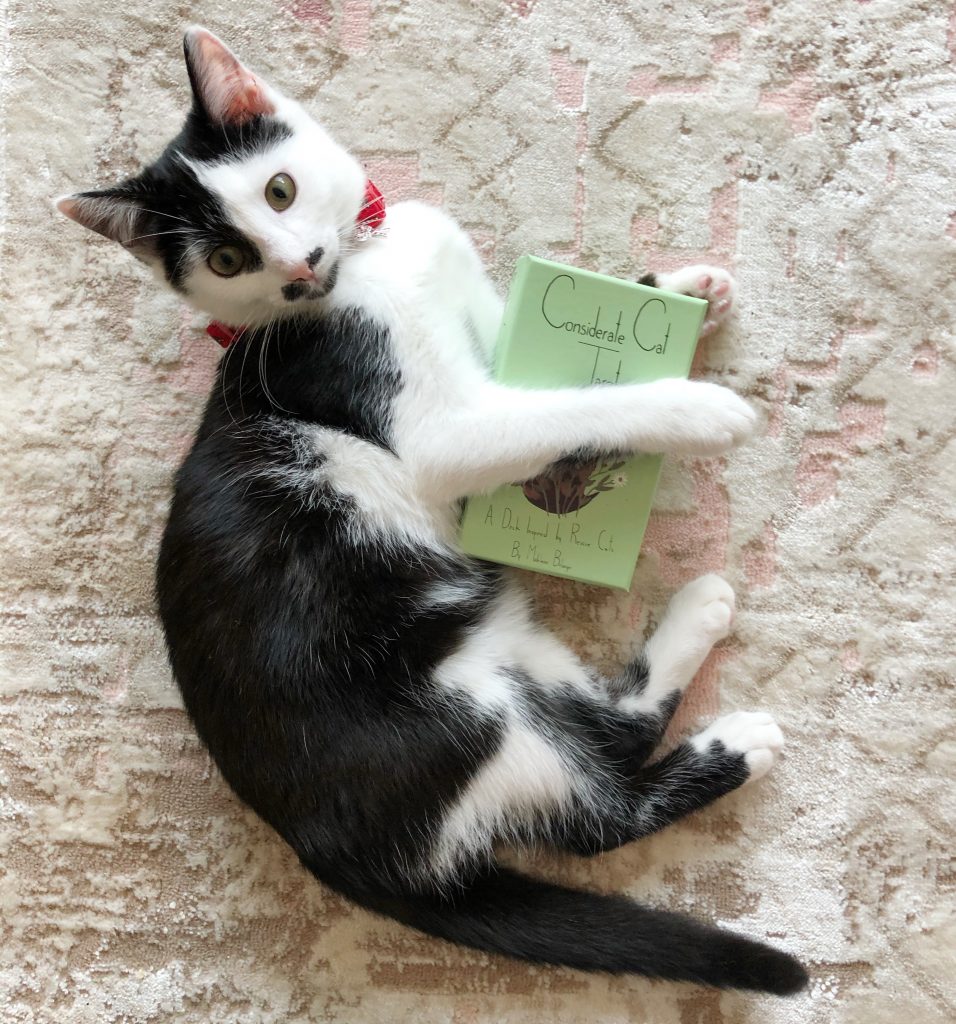 Considerate Cat Pre-Order – Considerate Cat Tarot