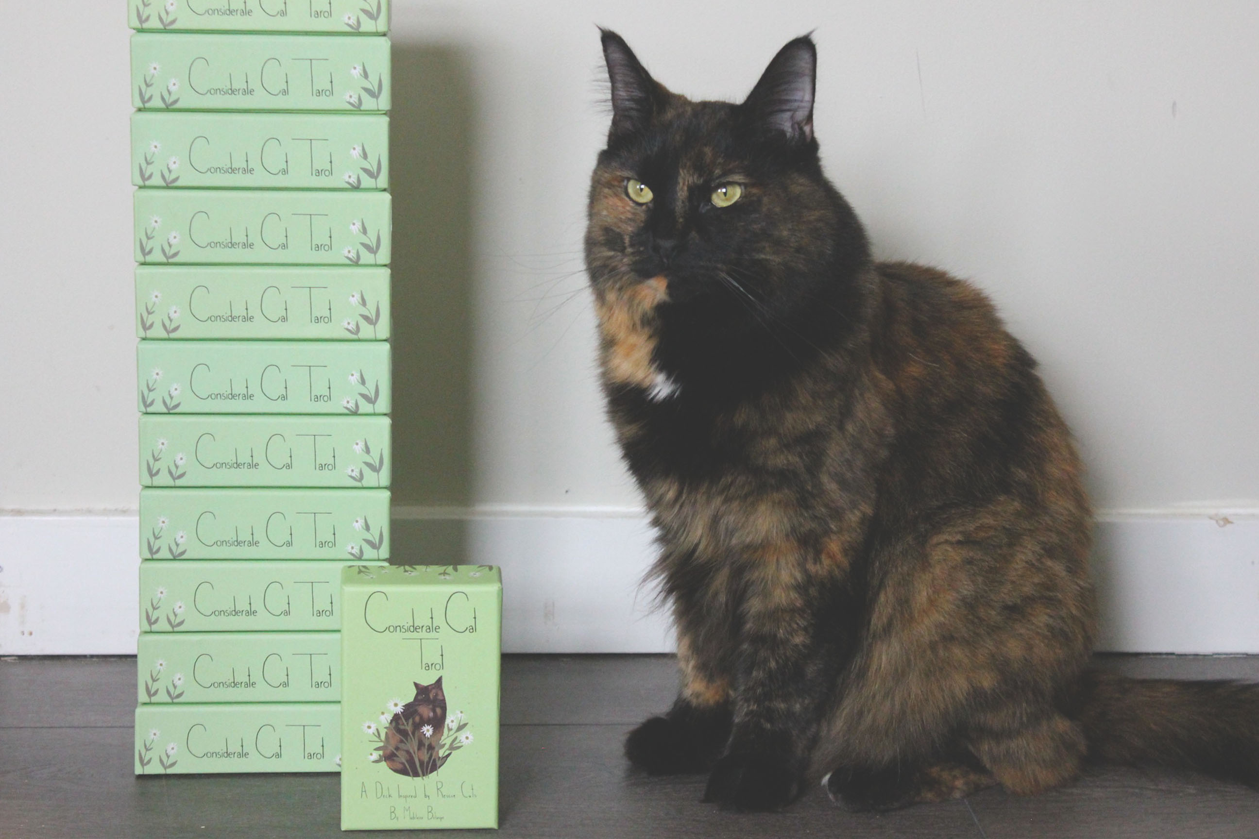 IMG_3583 – Considerate Cat Tarot